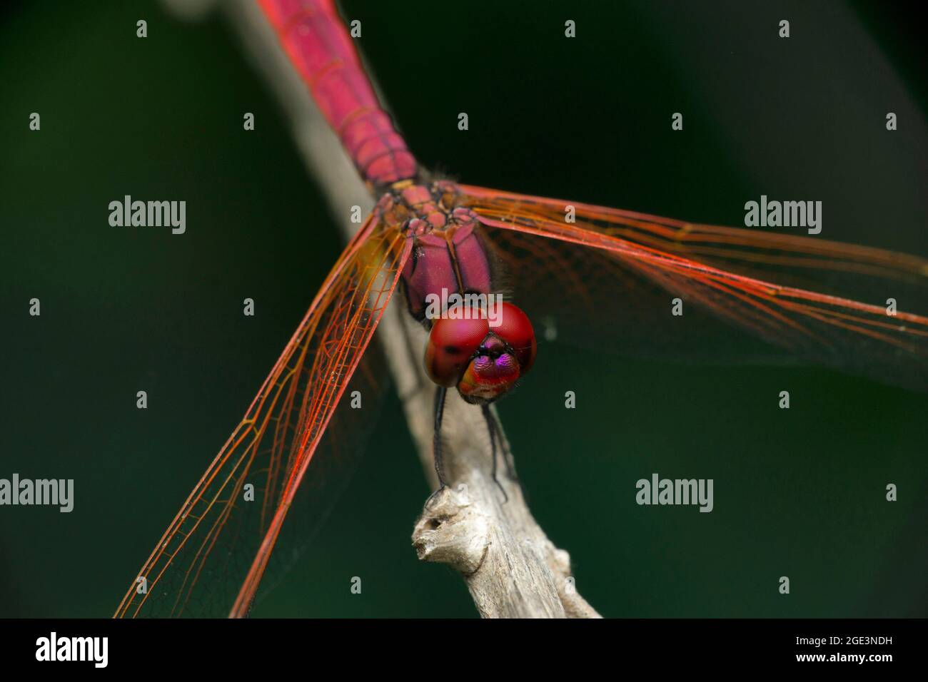 Flame skimmer, Libellula saturata, Satara, Maharashtra, India Stock ...