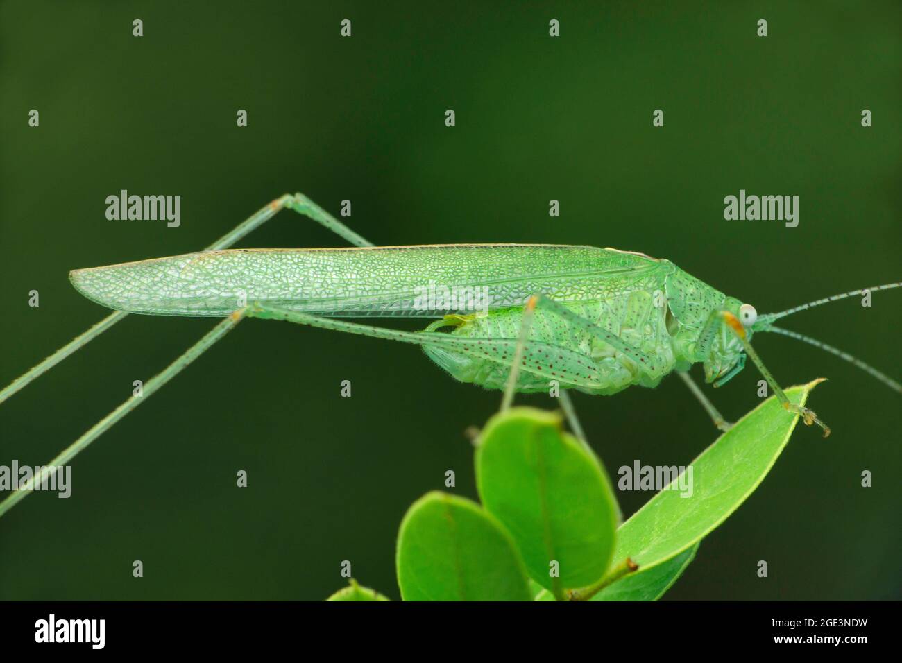 Green katydid insect, Tettigonia viridissima, Satara, Maharashtra ...