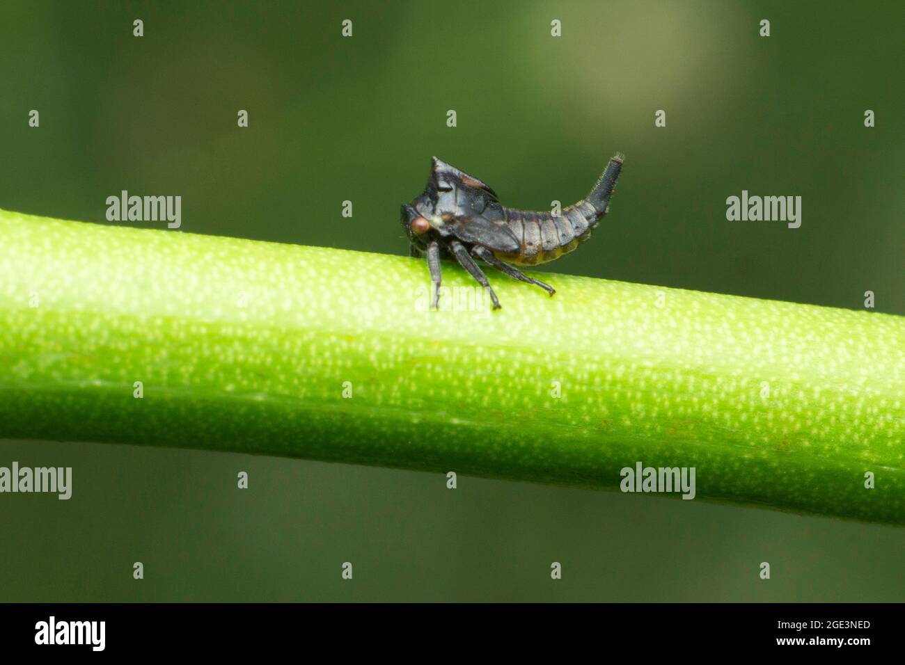 Nymph of horn tree hopper, Ceresa taurina, Satara, Maharashtra, India ...