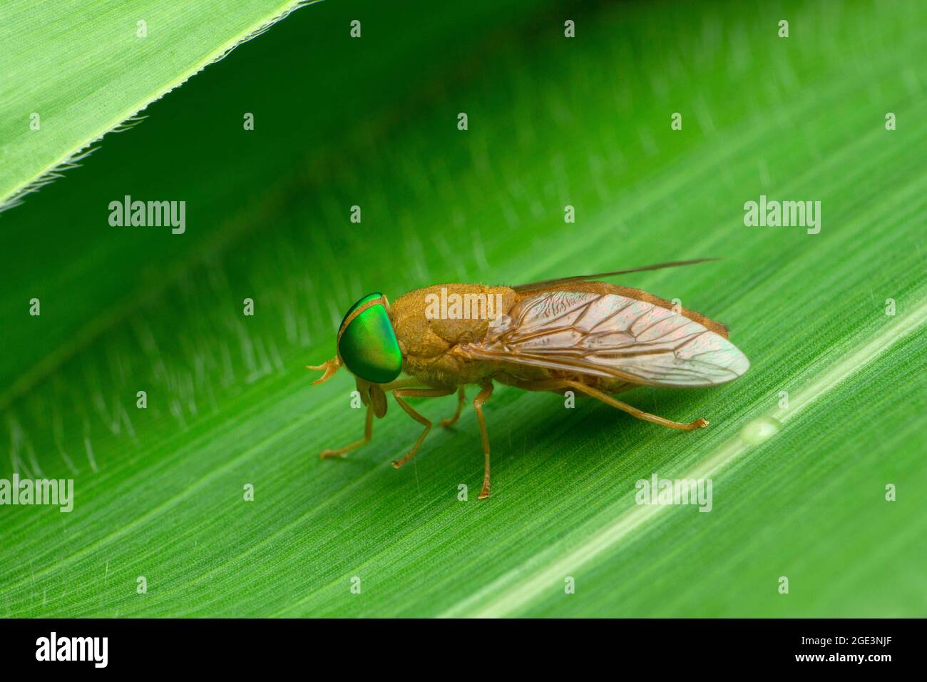 Horse fly, Tabanus species, Satara, Maharashtra, India Stock Photo - Alamy