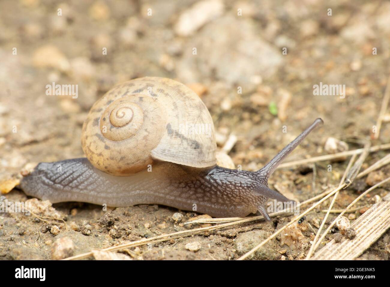 Common guarden land snail, Cornu aspersum, Satara, Maharashtra, India ...