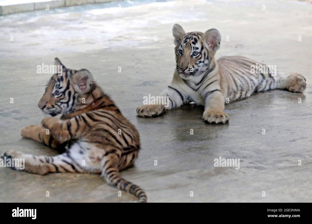 The Two new newly born bengal tiger pups 'Durjoy and Avantika', they ...