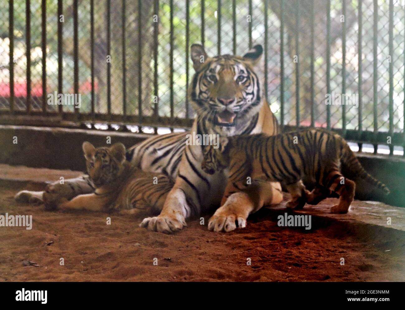 Two new newly born bengal tiger pups 'Durjoy and Avantika', they are ...