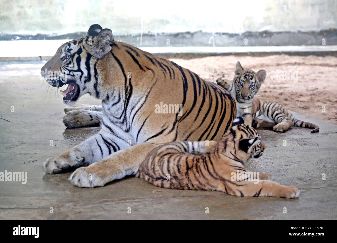 Two new newly born bengal tiger pups 'Durjoy and Avantika', they are ...