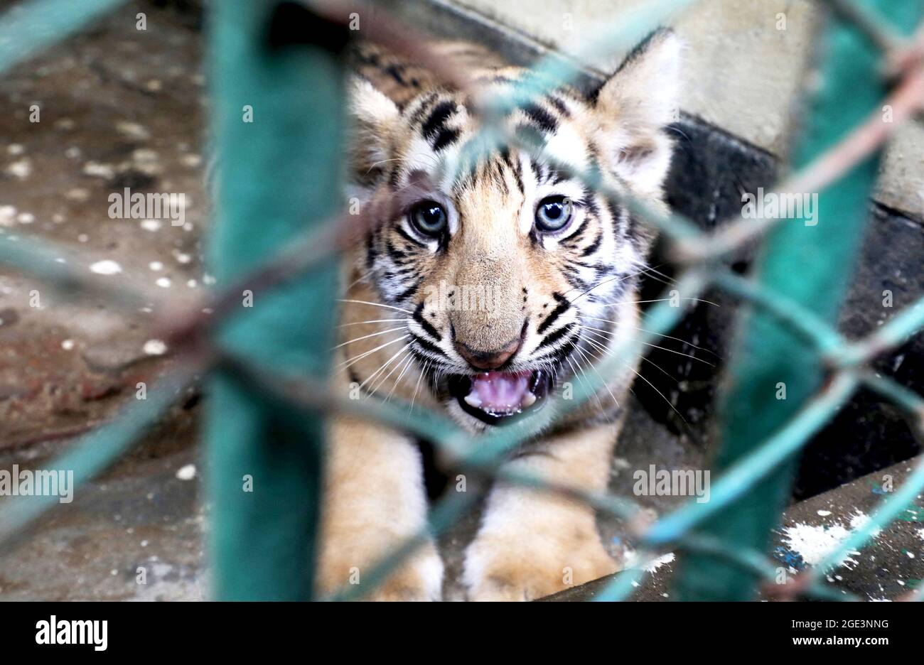 The Two new newly born bengal tiger pups 'Durjoy and Avantika', they ...