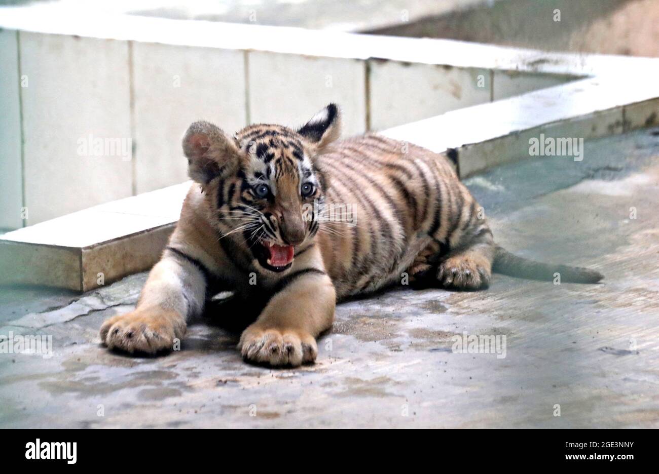 The Two new newly born bengal tiger pups 'Durjoy and Avantika', they ...