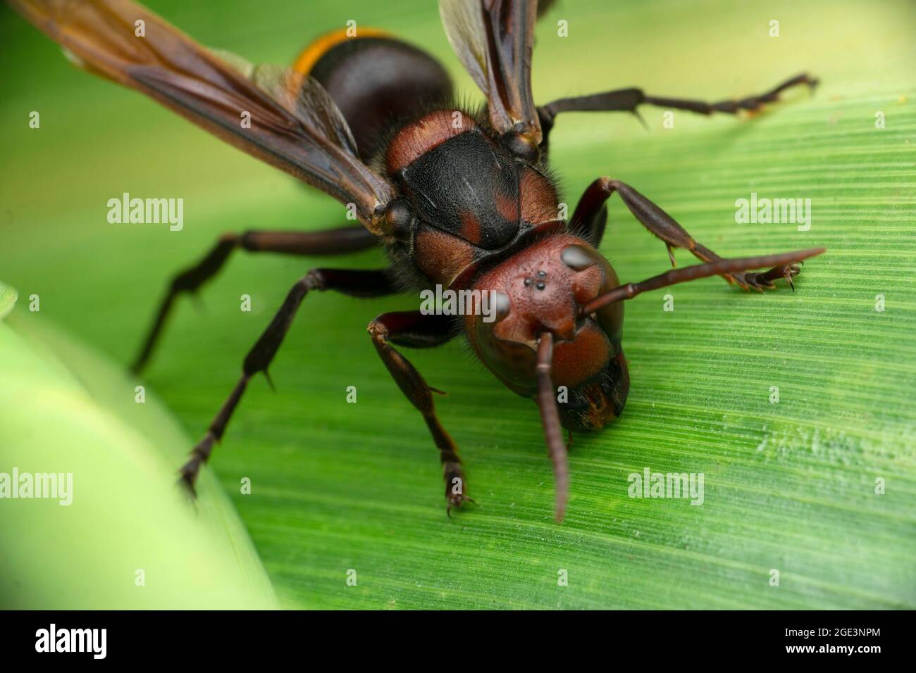 The greater banded hornet hi-res stock photography and images - Alamy
