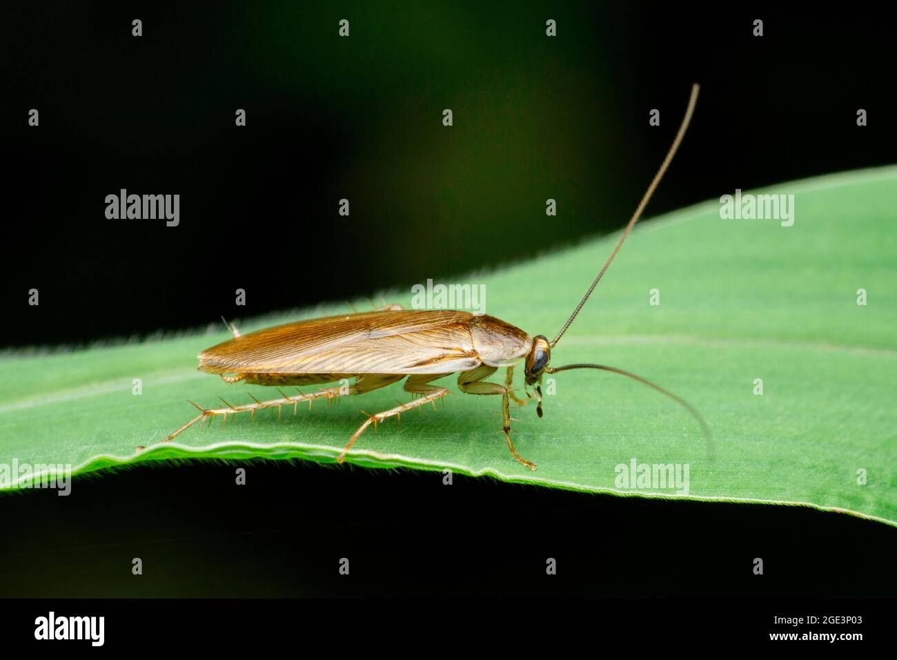 Side view of cockroach, Periplaneta americana, Satara, Maharashtra ...