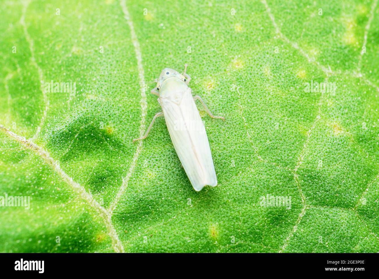 White treehopper, Smiliinae species, Satara, Maharashtra, India Stock ...