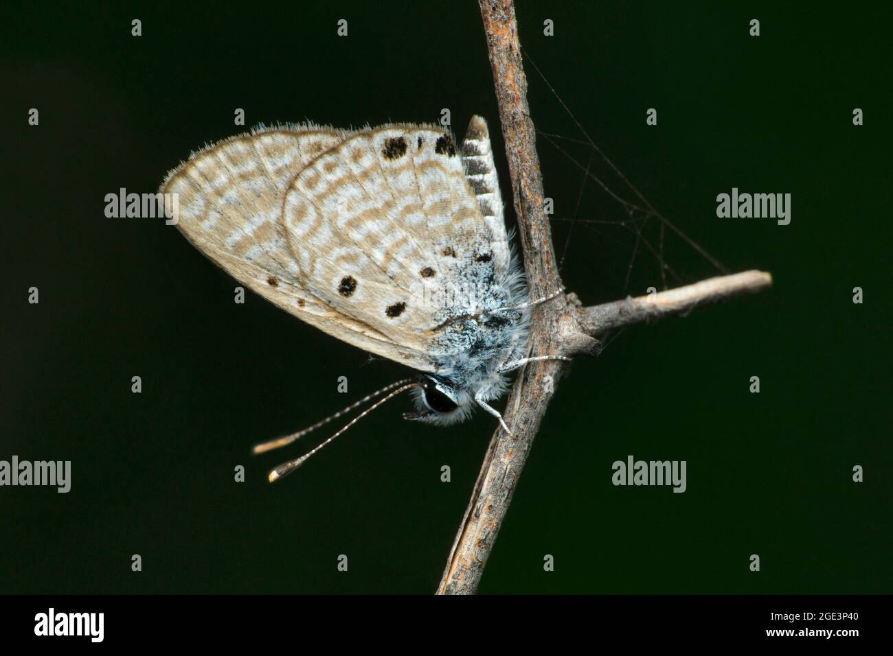 Indian insects hi-res stock photography and images - Alamy