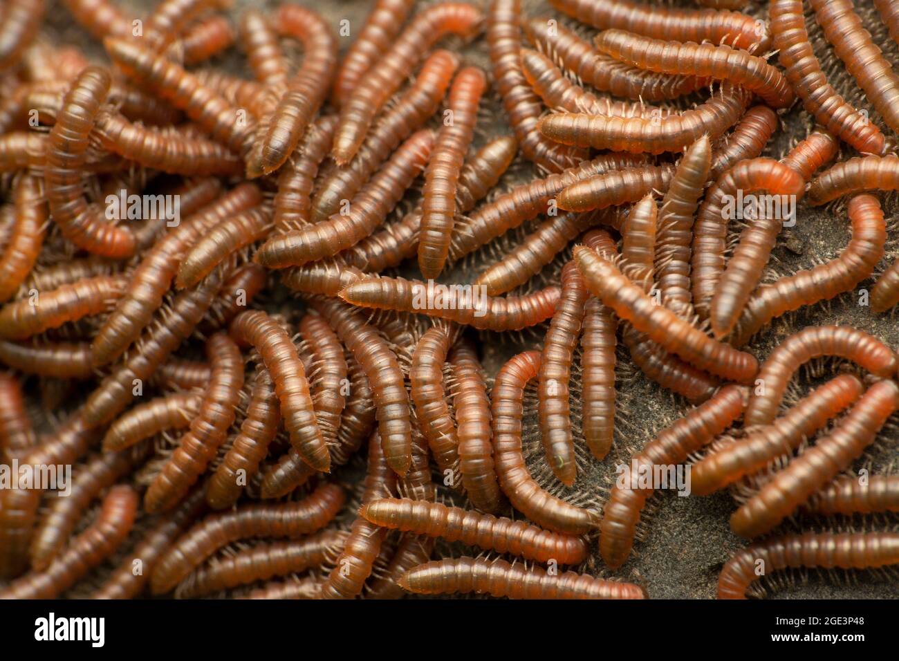 Indian centipede india hi-res stock photography and images - Alamy