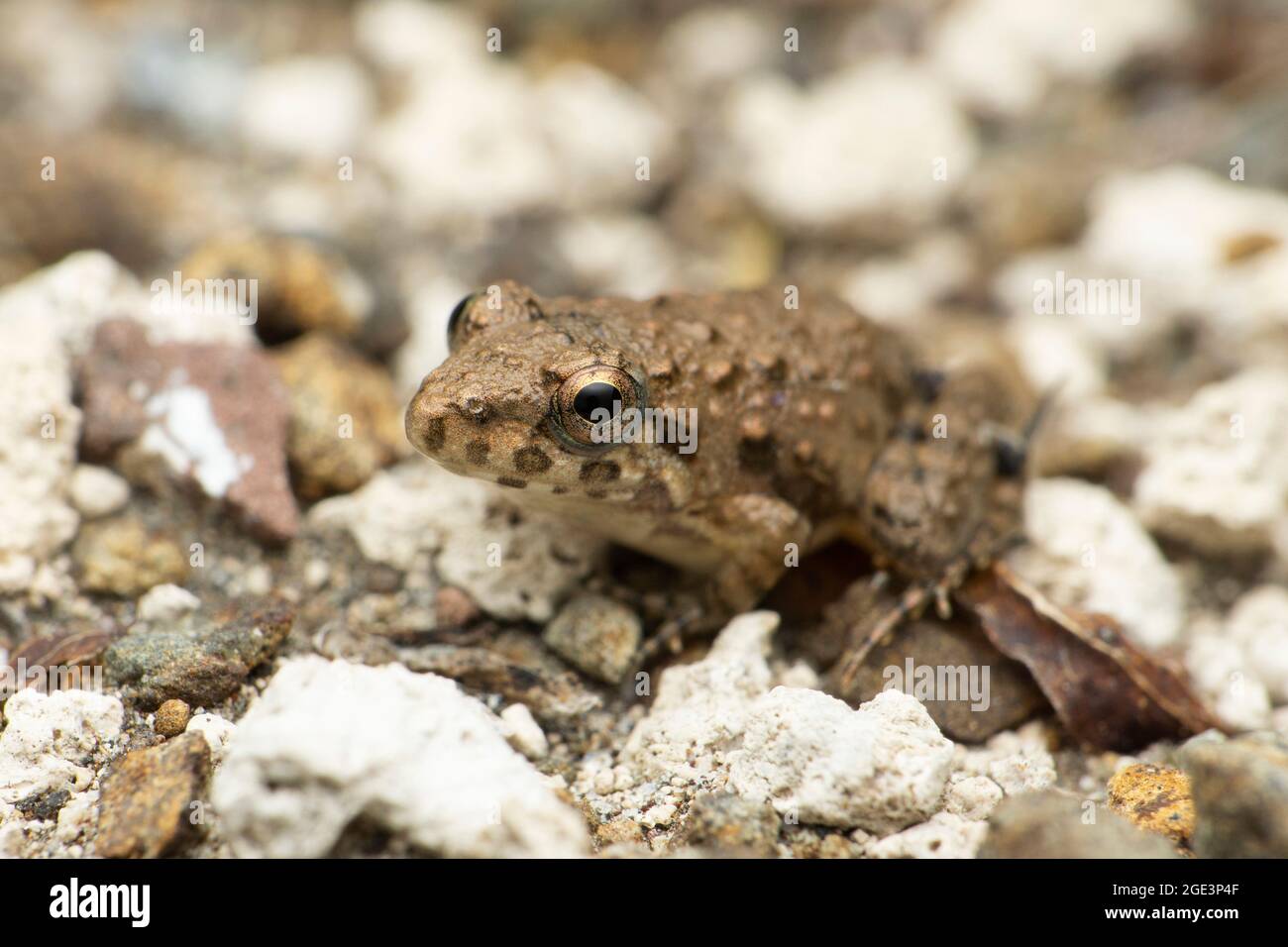 Rice field frog hi-res stock photography and images - Alamy