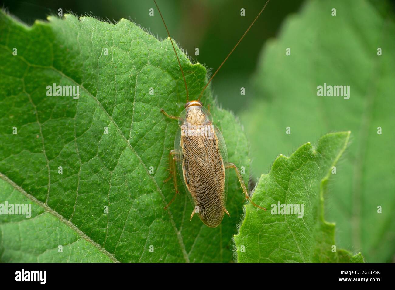 Pennsylvania wood cockroach hi-res stock photography and images - Alamy