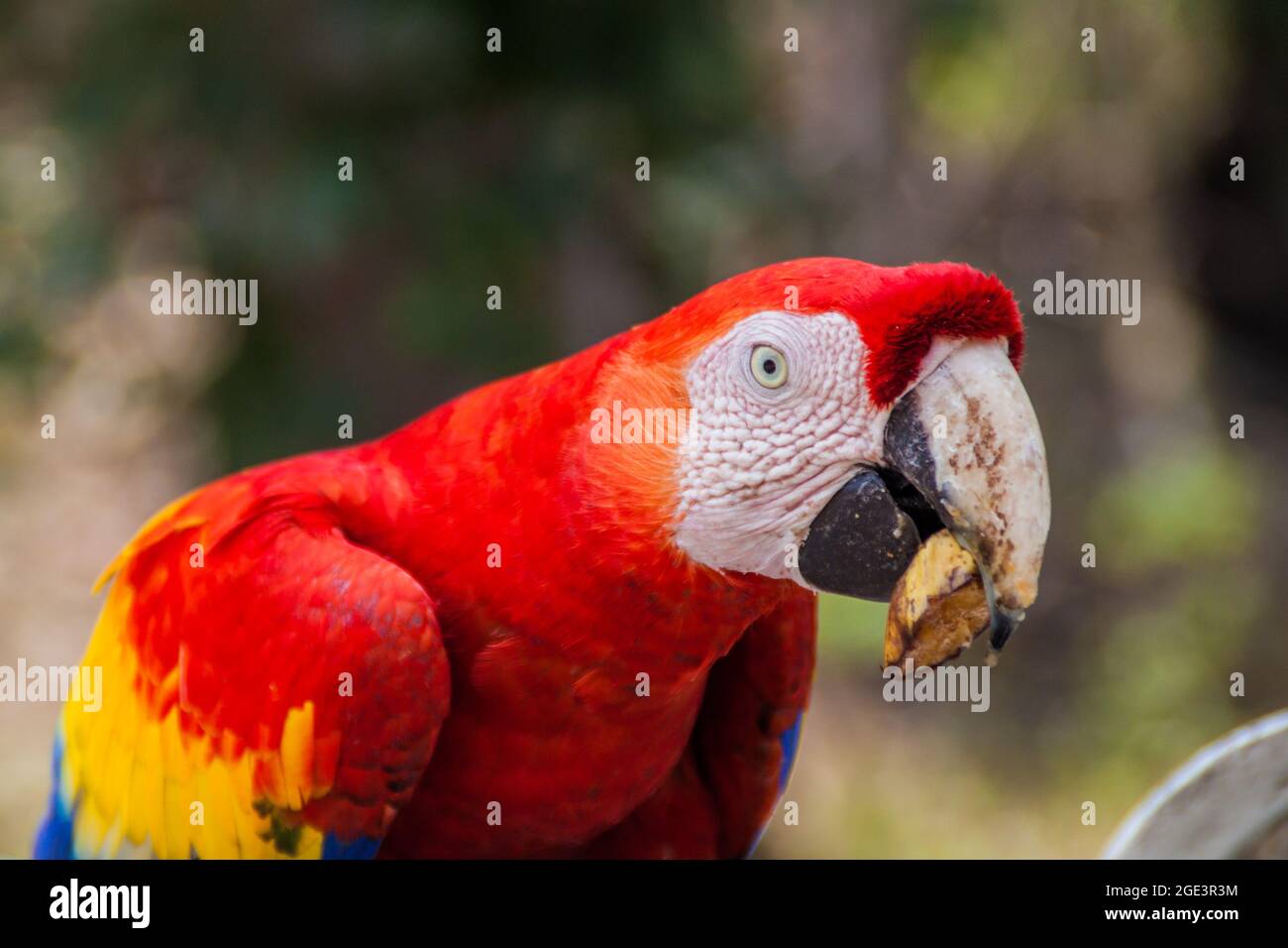 Scarlet macaw Ara macao , national bird of Hinduras, eats at feeder ...