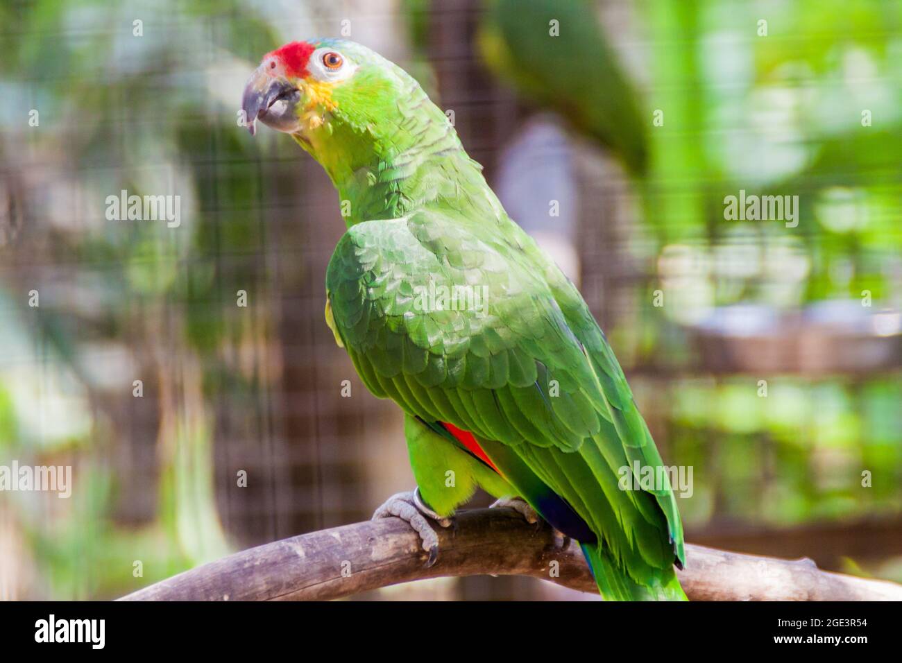 Amazon Autumnalis High Resolution Stock Photography and Images - Alamy
