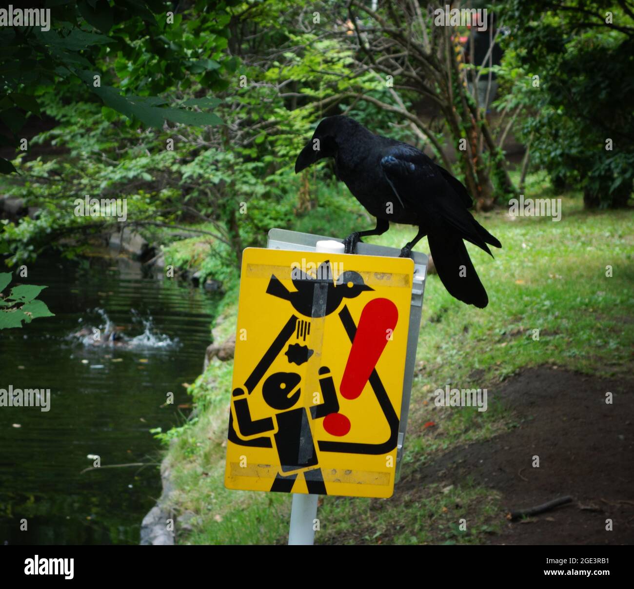 Black large billed crow standing on yellow bird dropping sign in ...