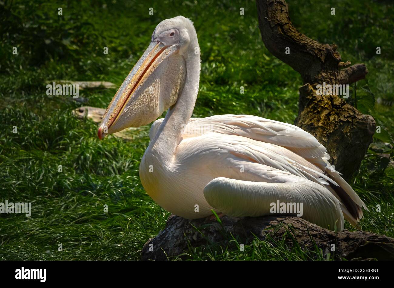 Pelican sitting on the grass Stock Photo - Alamy