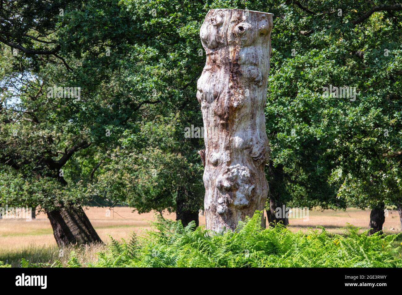 Old tree cut and pruned leaving just part of the trunk, Richmond Park ...