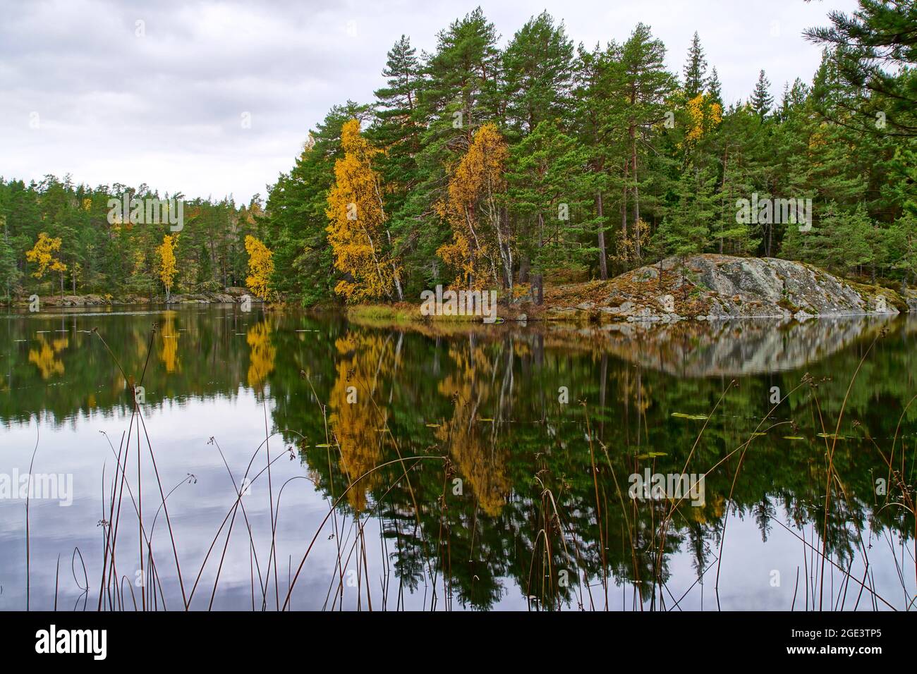 Lake and forest edge in autumn Stock Photo - Alamy