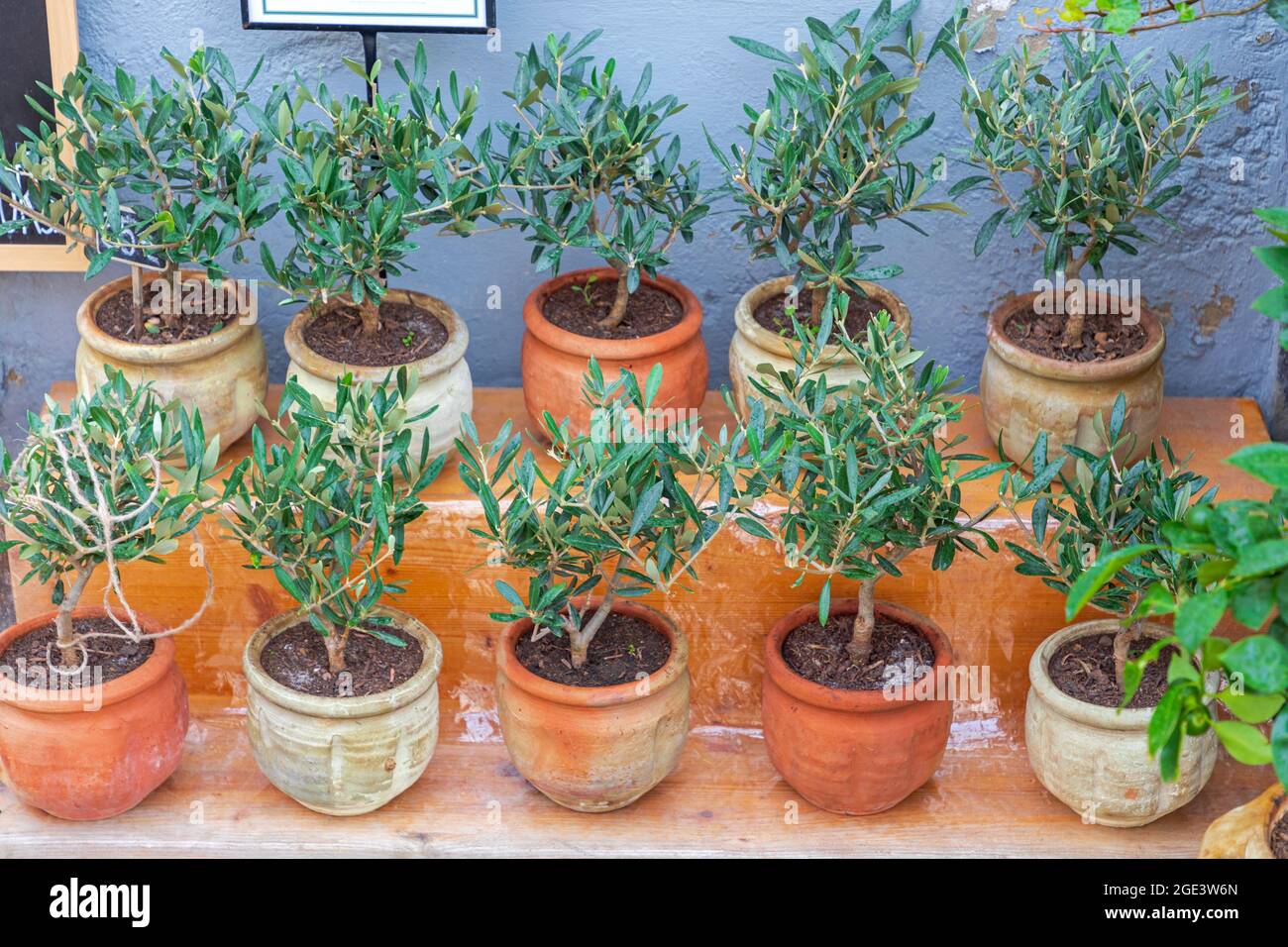 Mediterranean Olive Tree Plants in Ceramic Pots Stock Photo - Alamy
