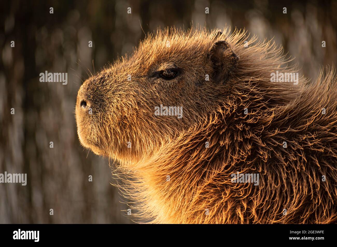 Wet capibara hi-res stock photography and images - Alamy