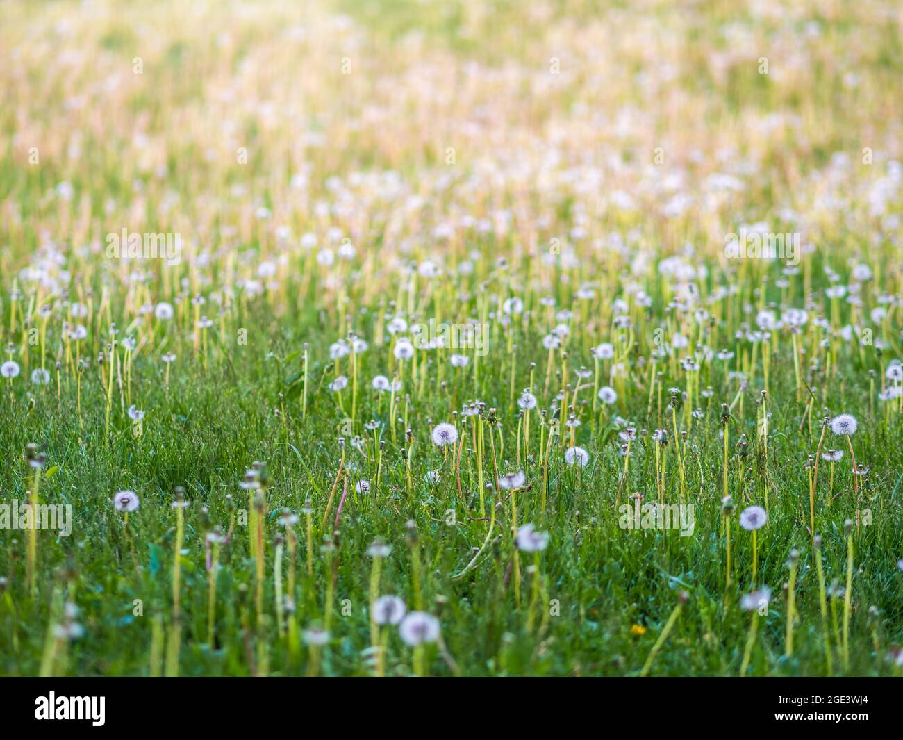 Field with white dandelion flowers. Meadow of white dandelions. Summer ...