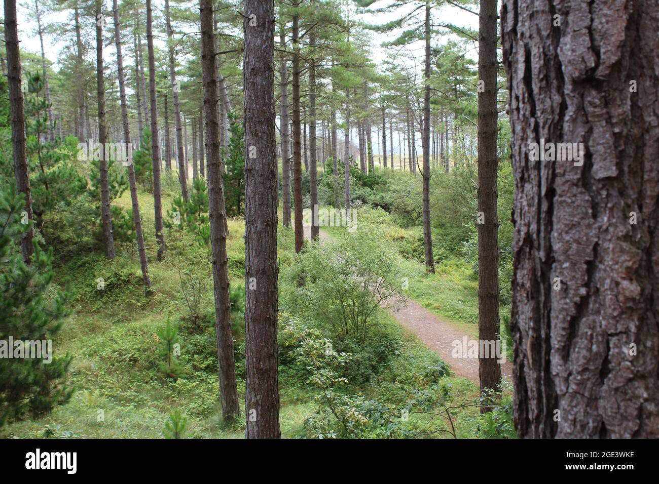 Anglesey forest hi-res stock photography and images - Alamy