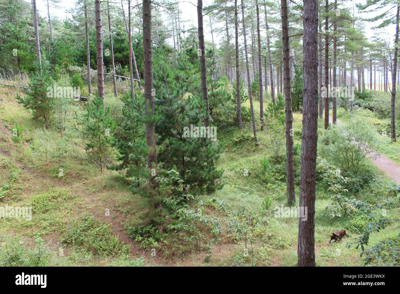 Anglesey wales newborough forest hi-res stock photography and images ...