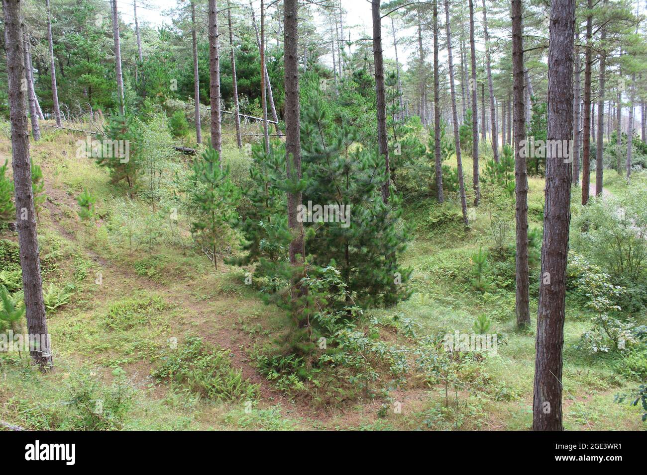 Anglesey wales newborough forest hi-res stock photography and images ...