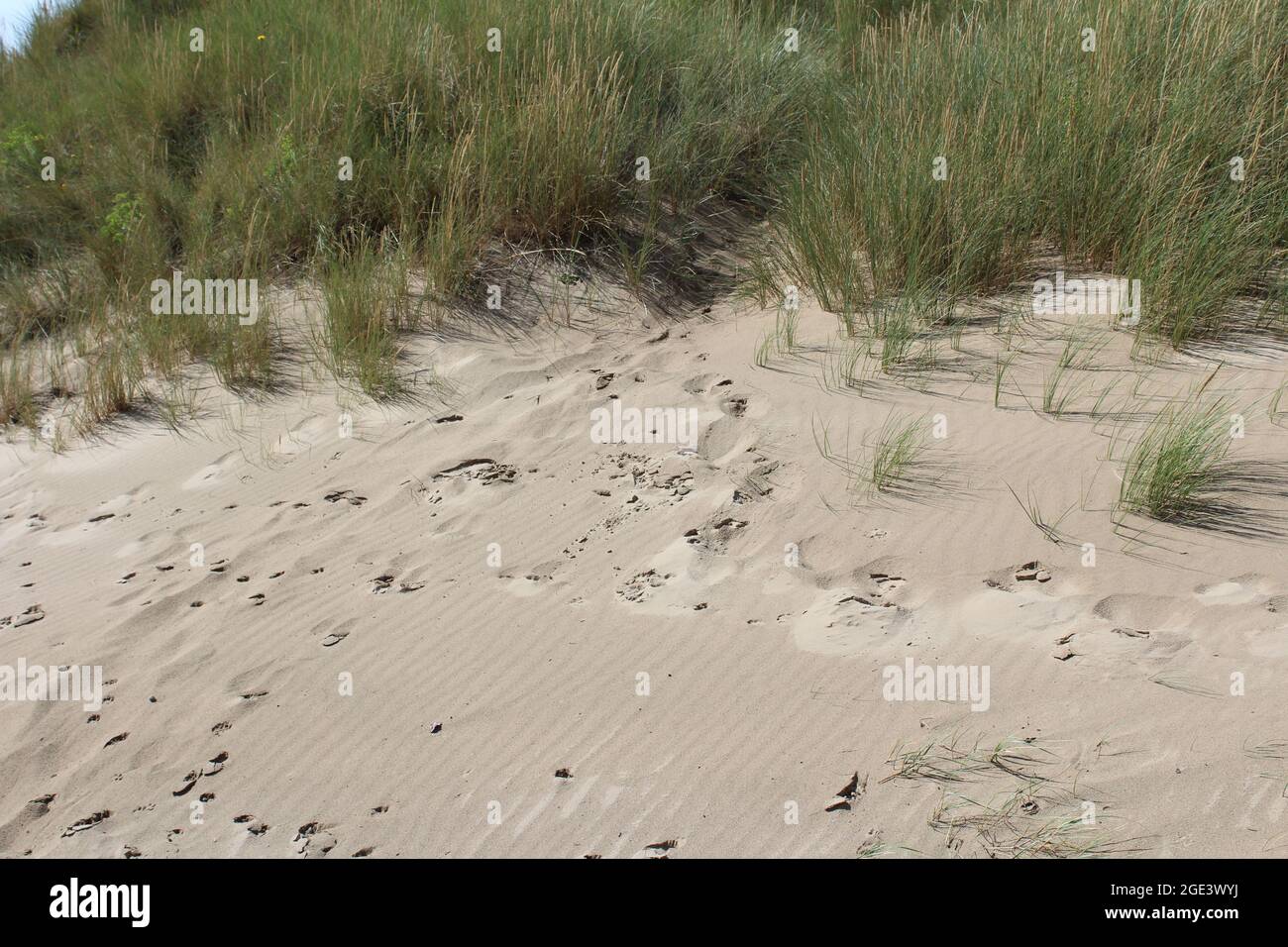 Sand dunes at Newborough Forest Stock Photo - Alamy