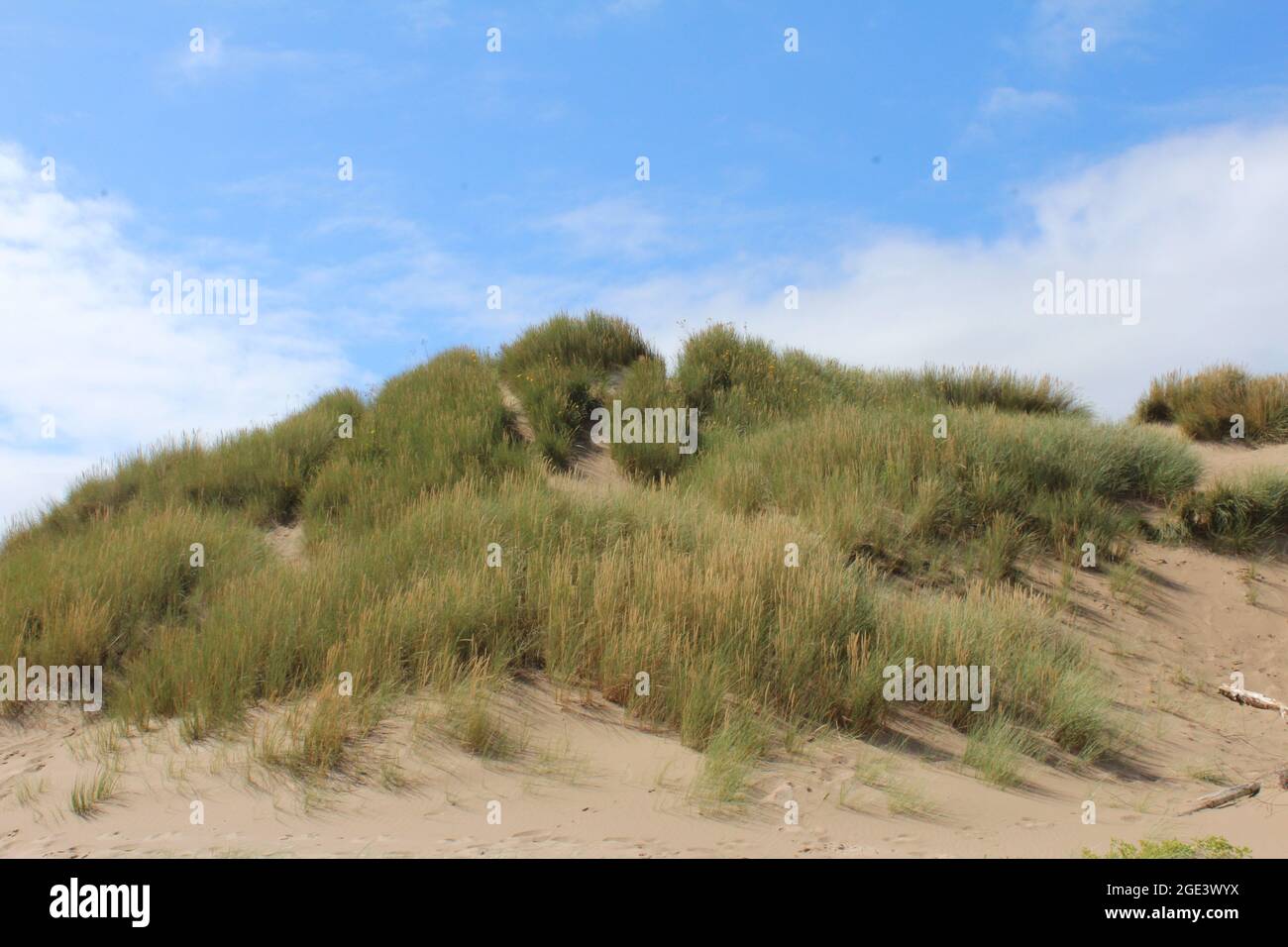 Sand dunes at Newborough Forest Stock Photo - Alamy