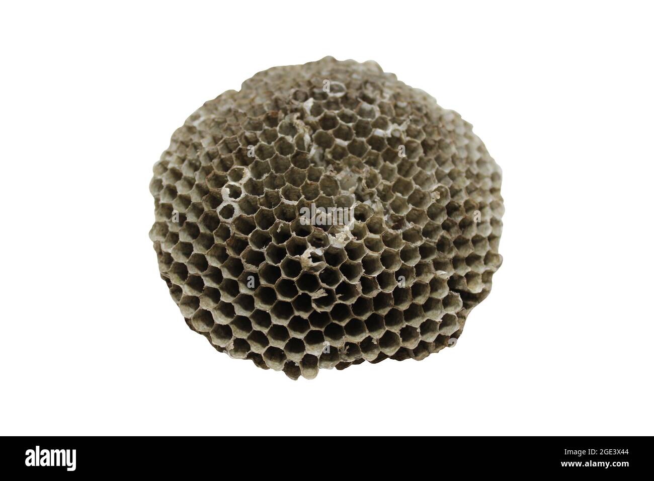 part of a wasp nest Stock Photo - Alamy
