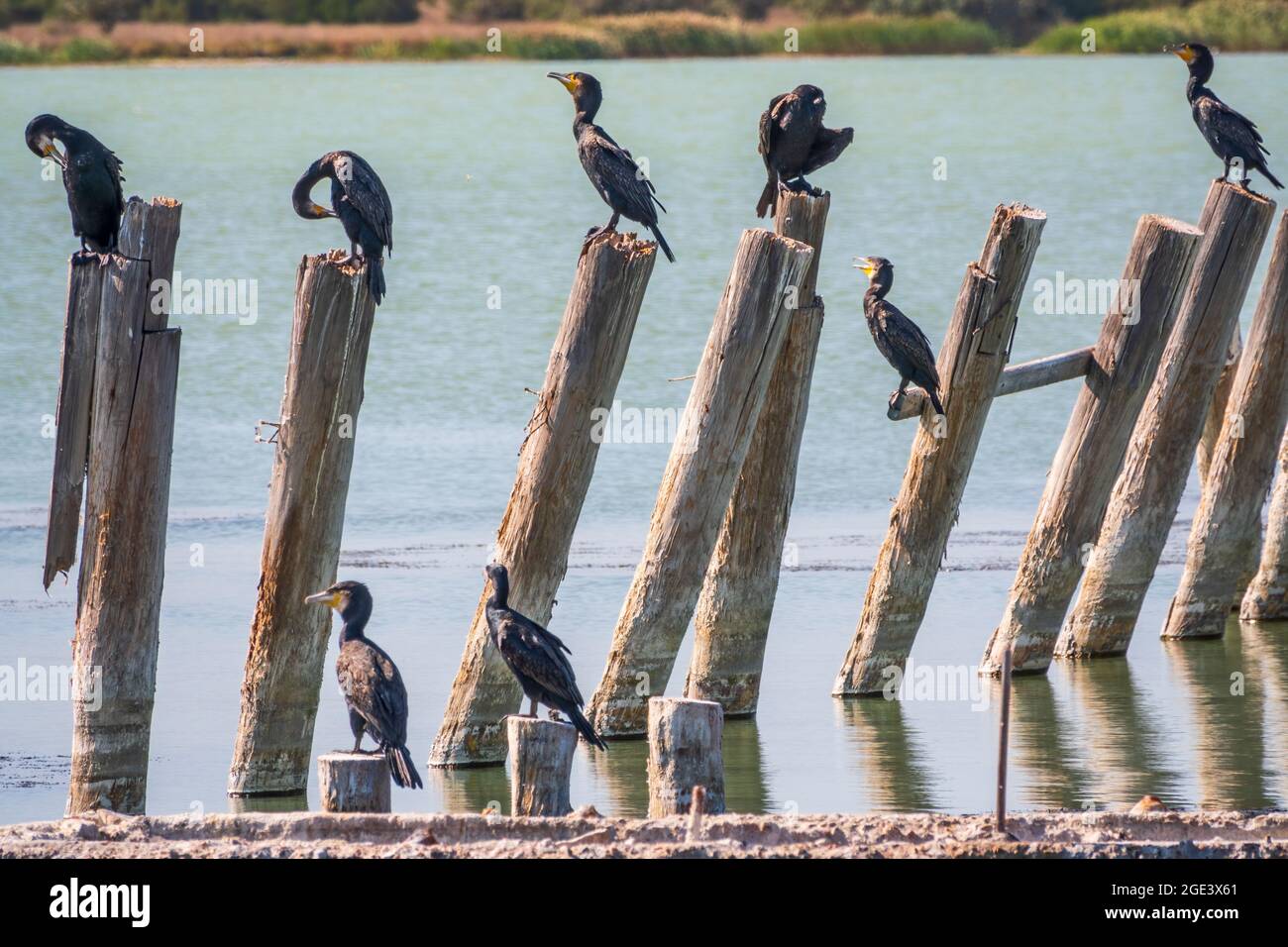 A flock of cormorants sits on a old sea pier. The great cormorant ...
