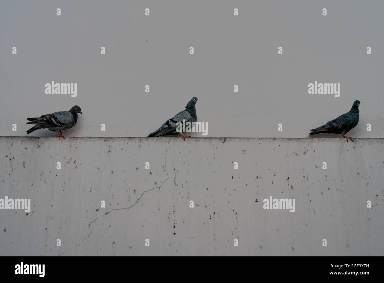 Three pigeons standing against wall Stock Photo - Alamy