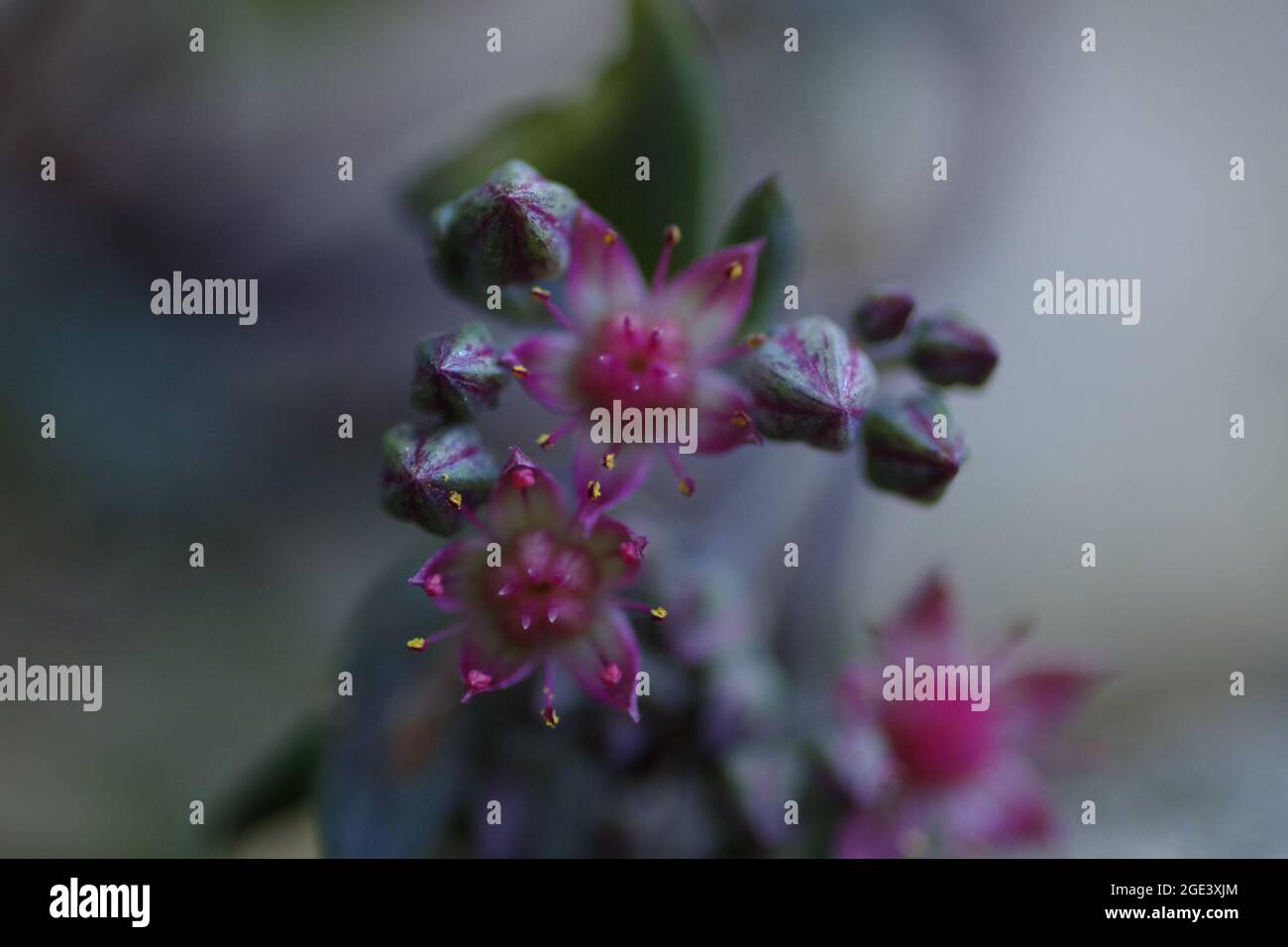 Close-up of a Sedum Sun Sparkler 'Sedoro Blue Elf', with several open ...