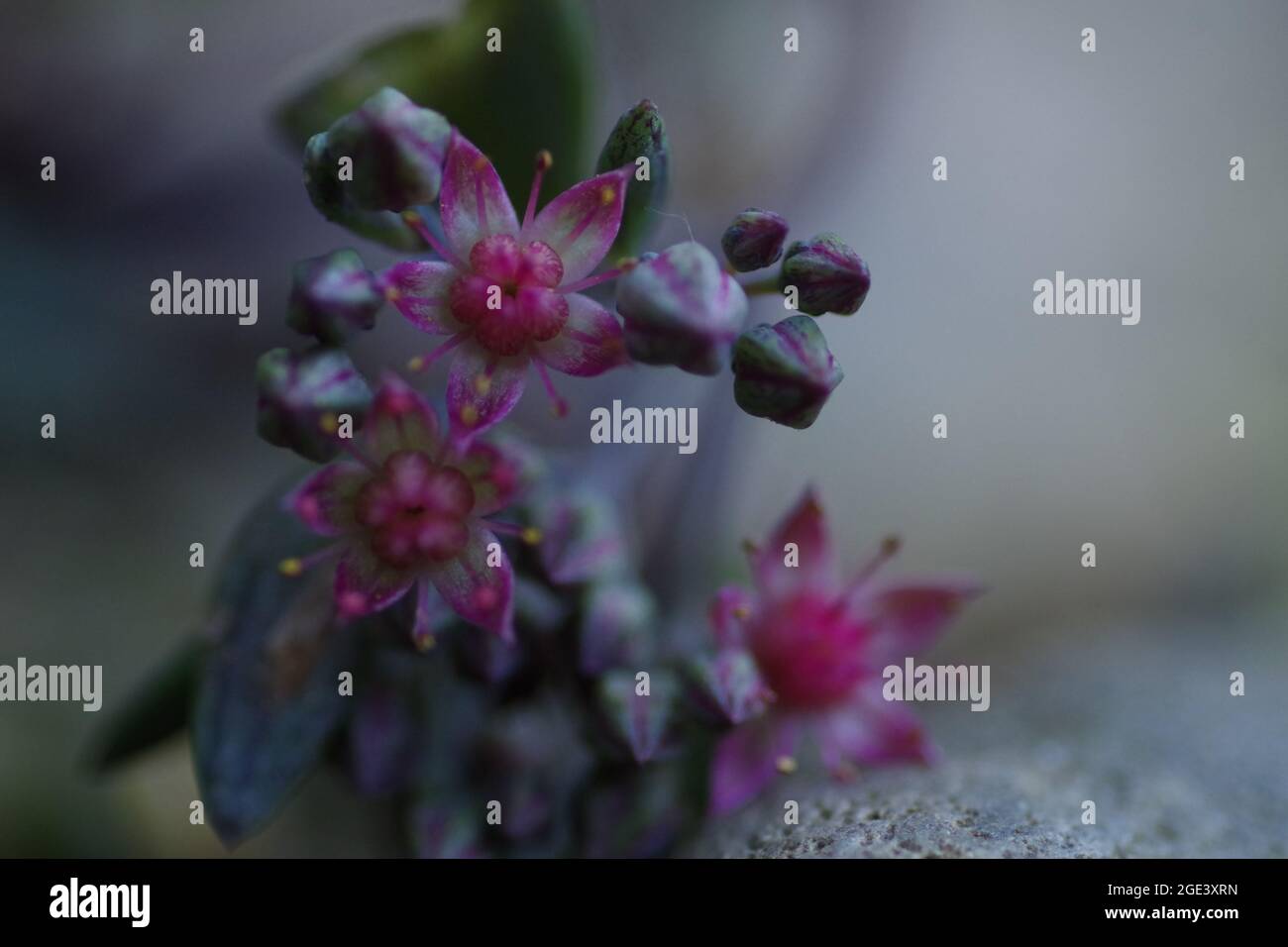 Close-up of a Sedum Sun Sparkler 'Sedoro Blue Elf', with several open ...