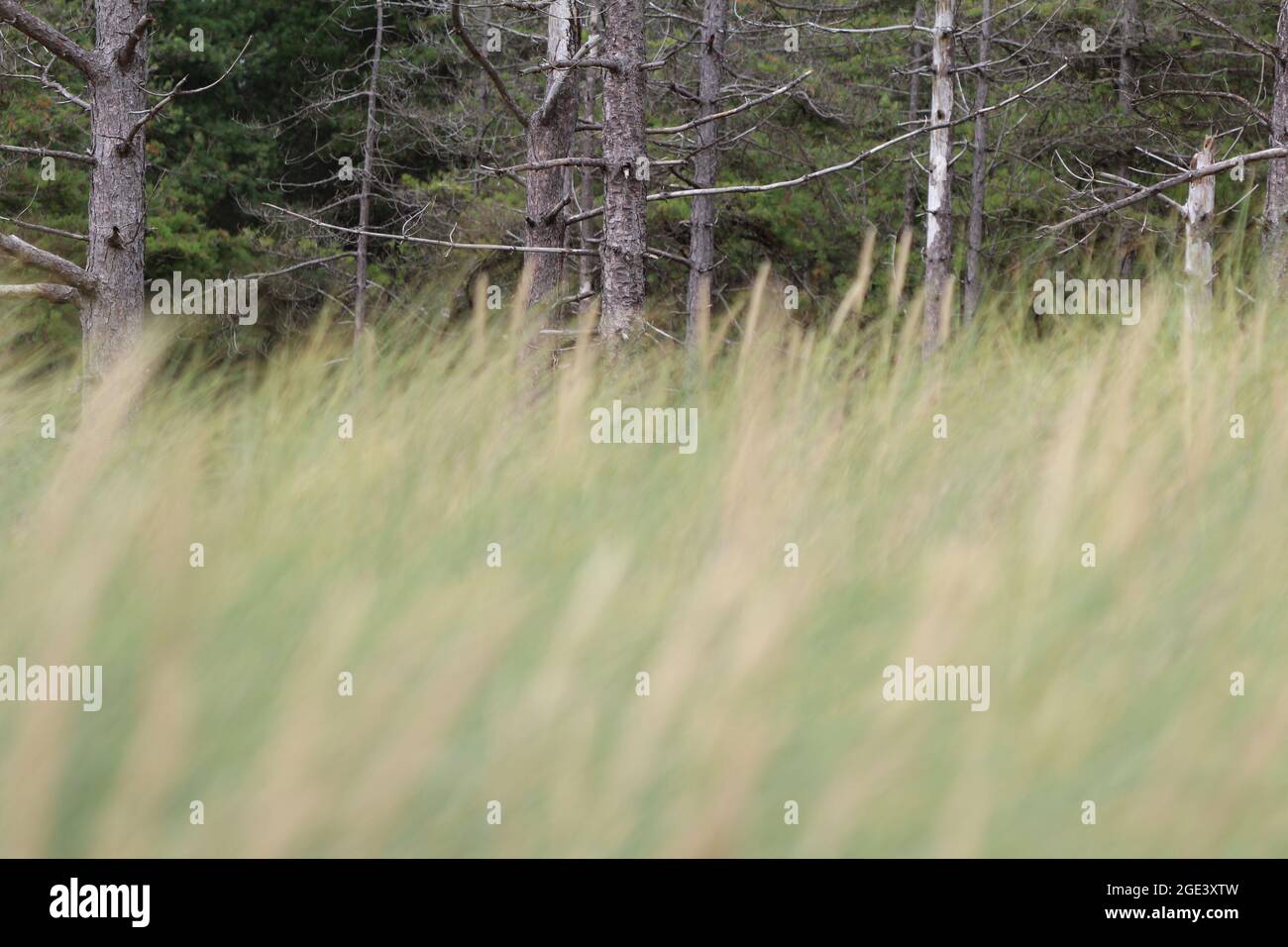 Unruly trees hi-res stock photography and images - Alamy