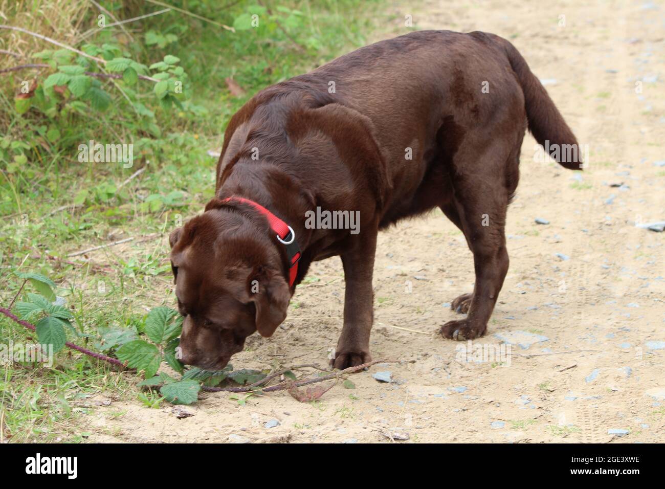 Chocolate Labrador sniffing a plant Stock Photo - Alamy