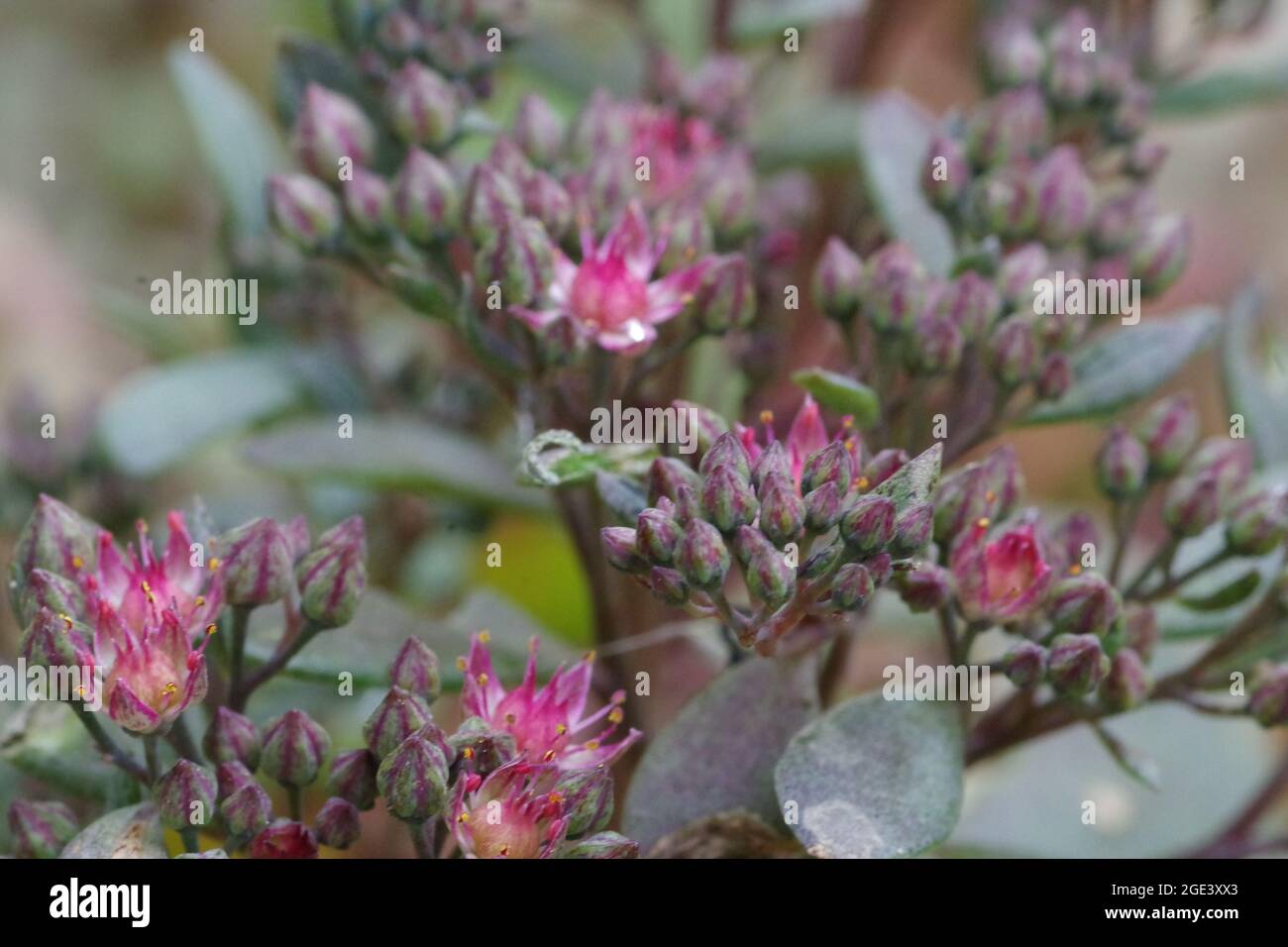 Sedoro blue elf hi-res stock photography and images - Alamy