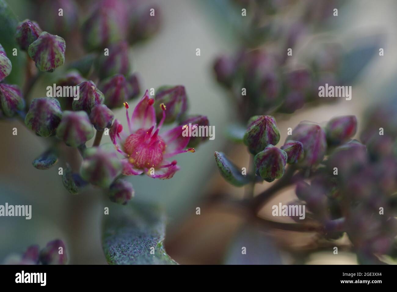 Close-up of a Sedum Sun Sparkler Sedoro Blue Elf, with an open flower ...