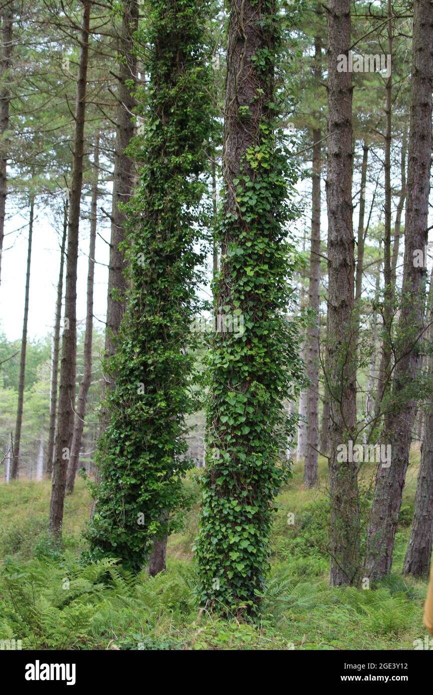 Newborough Forest in Anglesey Stock Photo - Alamy