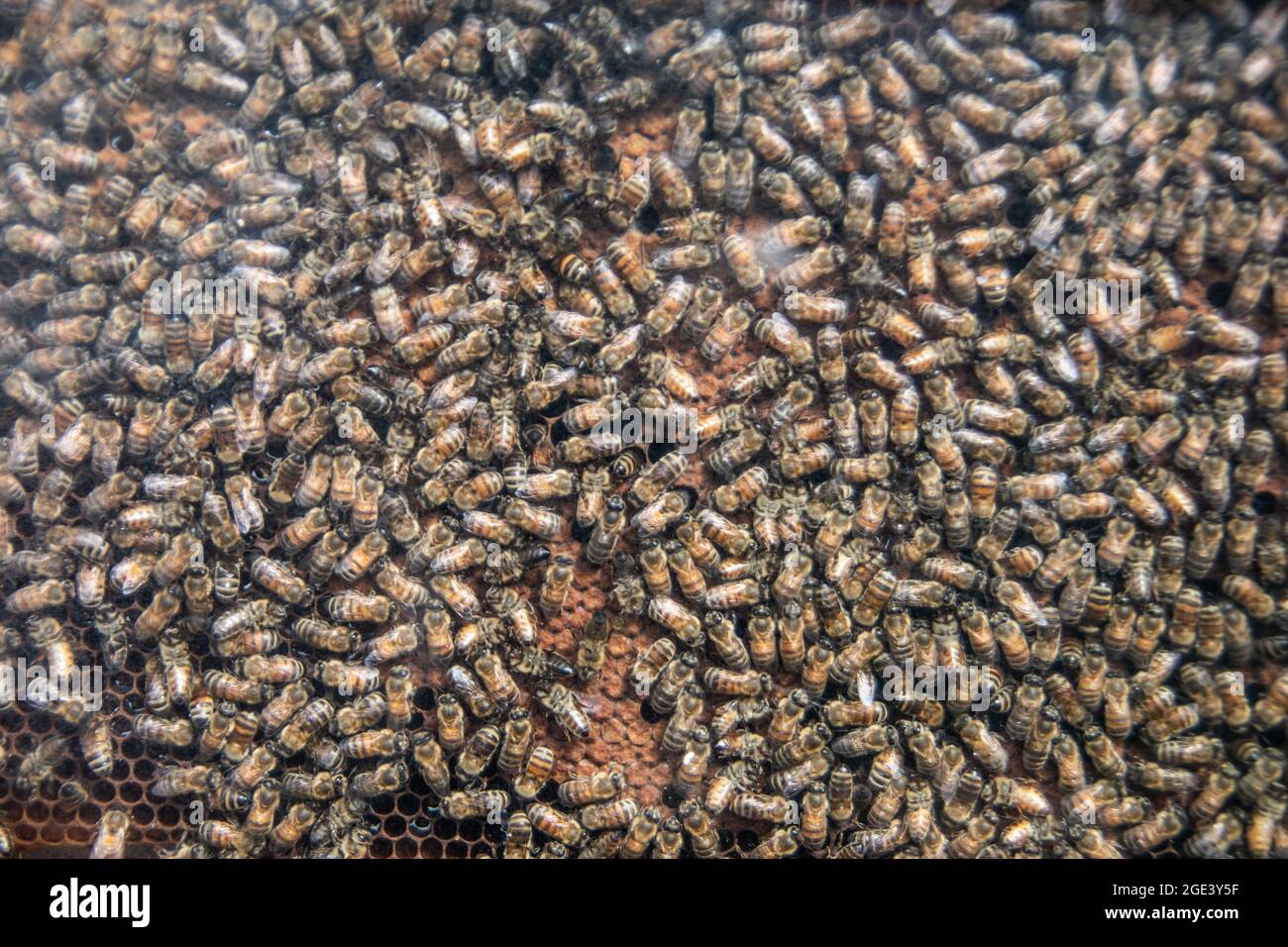 Bees buzz around building honeycombs hi-res stock photography and ...