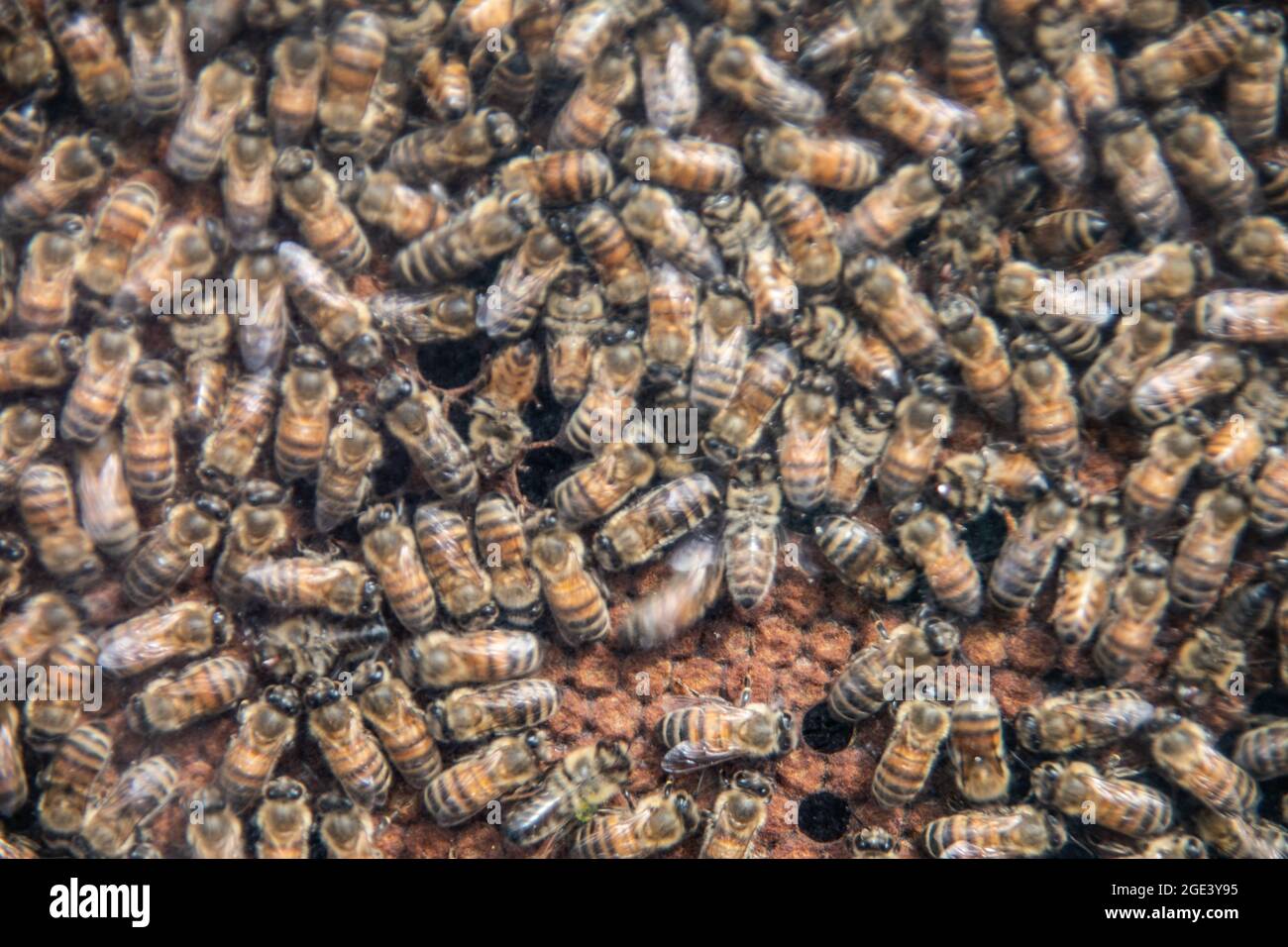 Bees buzz around building honeycombs and feeding the brood Stock Photo ...