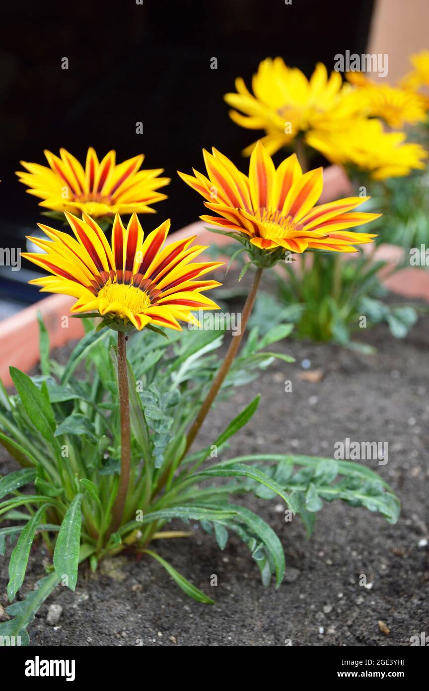 Gazania summer pot hi-res stock photography and images - Alamy