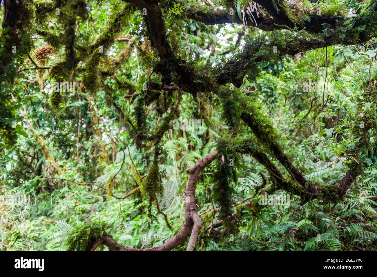 Cloud forest covering Maderas volcano on Ometepe island, Nicaragua ...