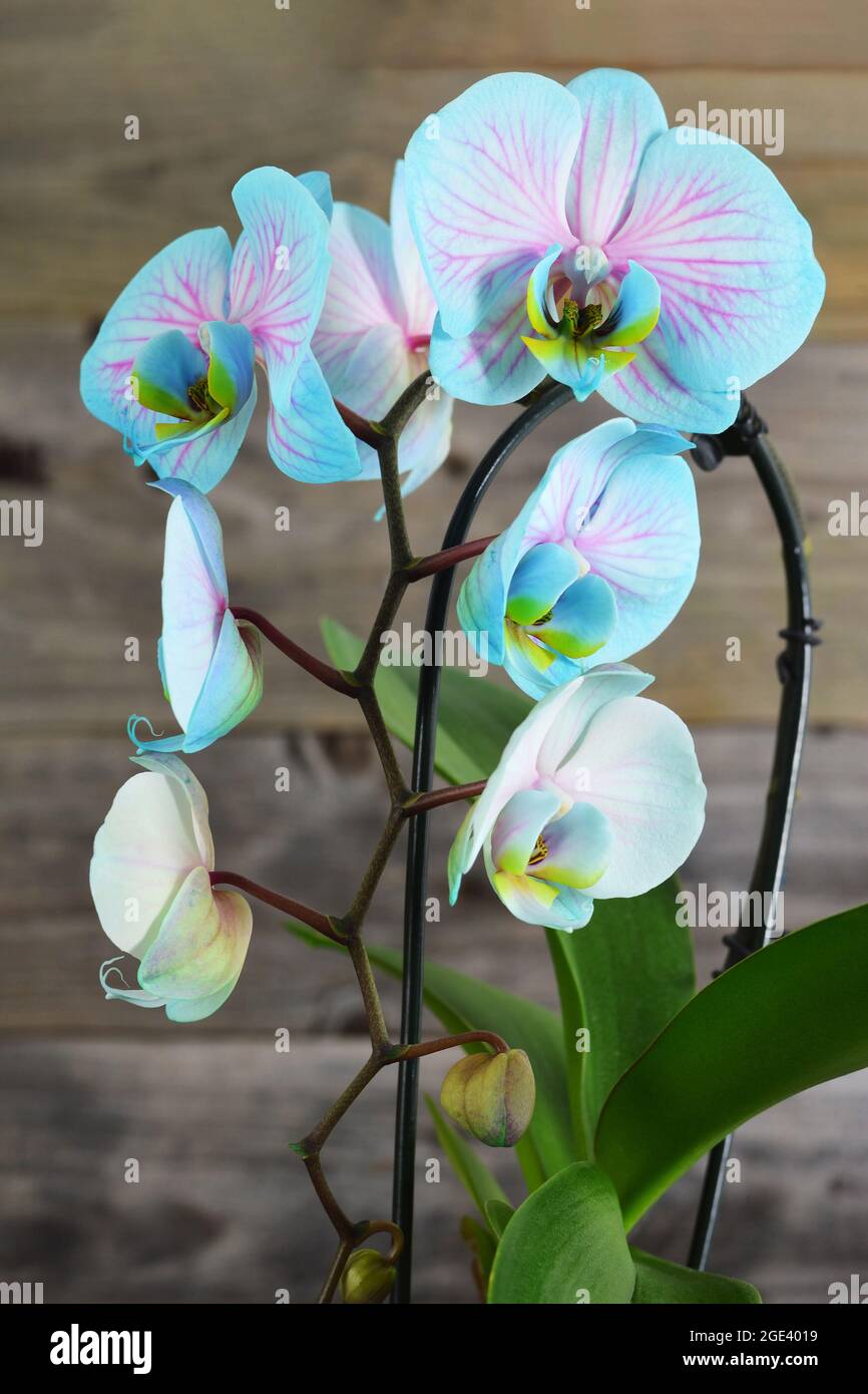 Blue phalaenopsis hi-res stock photography and images - Alamy