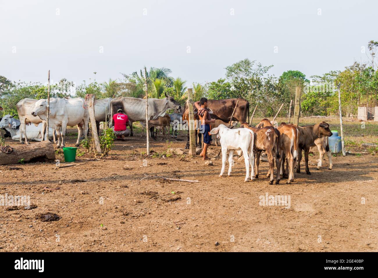 LA ESPERANZA, NICARAGUA - MAY 8, 2016: Herd of cows near La Esperanza ...