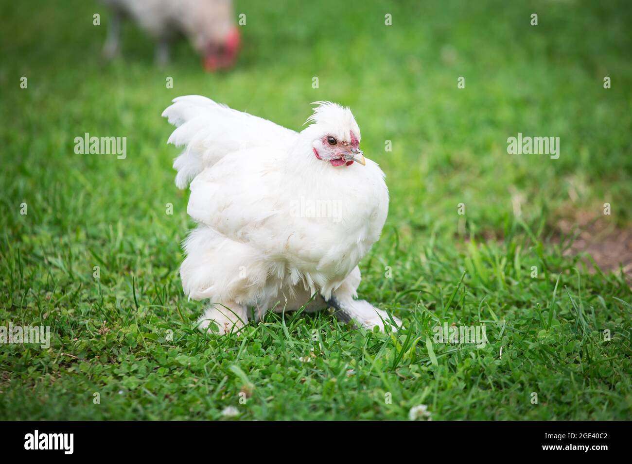 White chicken farm grass hi-res stock photography and images - Alamy