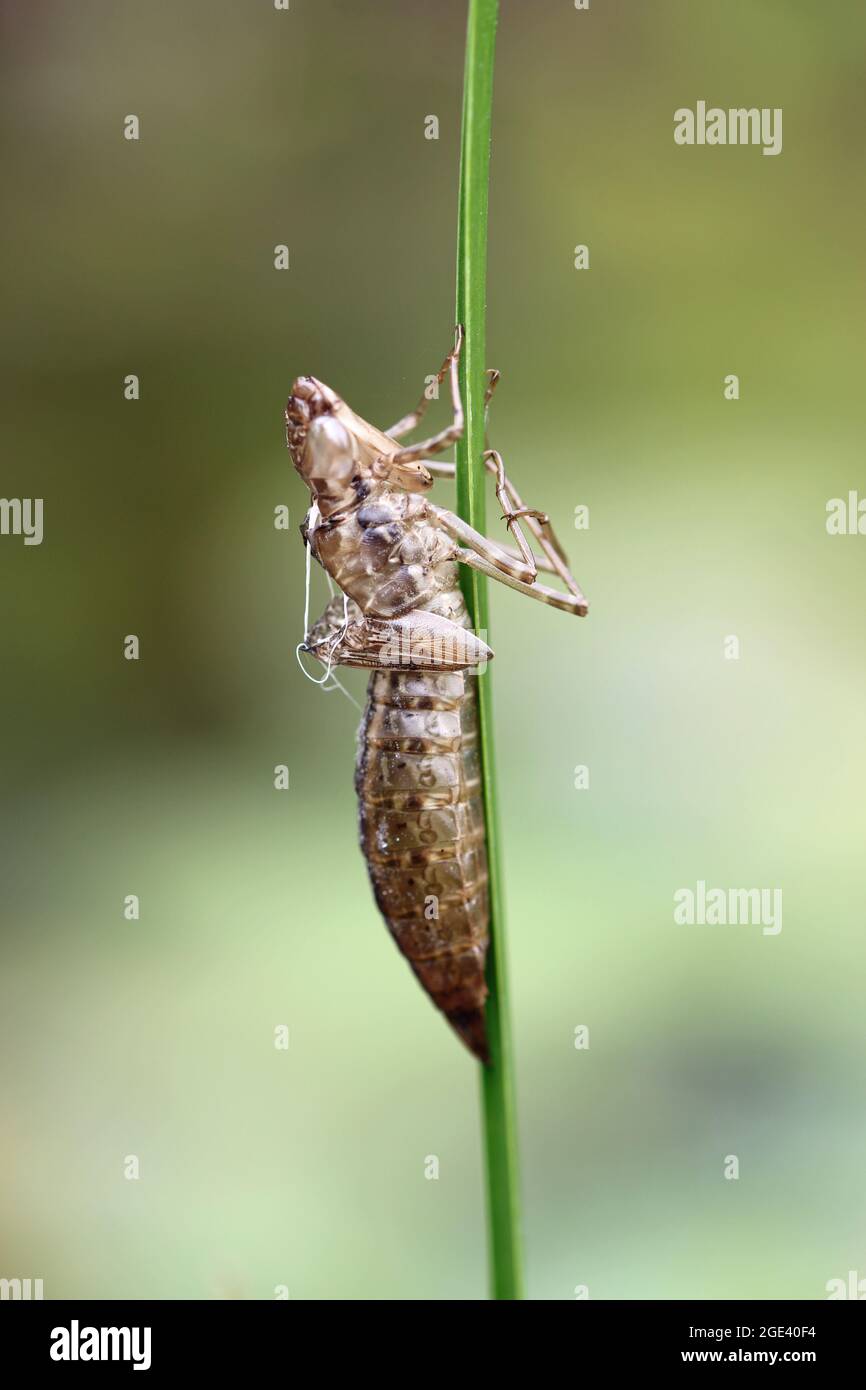 Dragonfly last larval skin, exuvia, side view close up attached to a ...