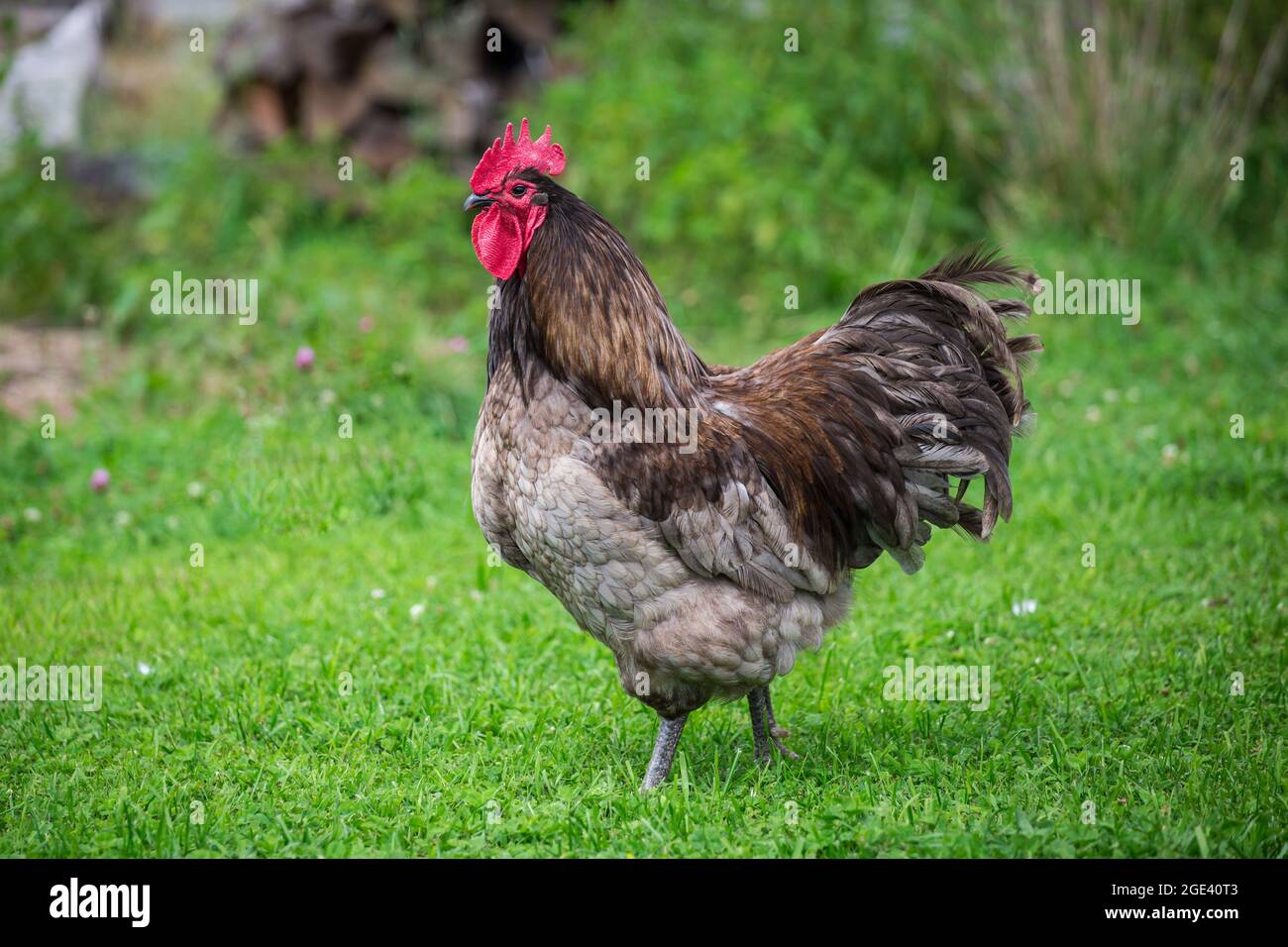 Grey rooster hi-res stock photography and images - Alamy
